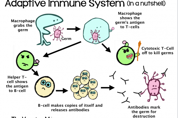 Baby’s Immune System on Breast Milk – The Vaccine Mom